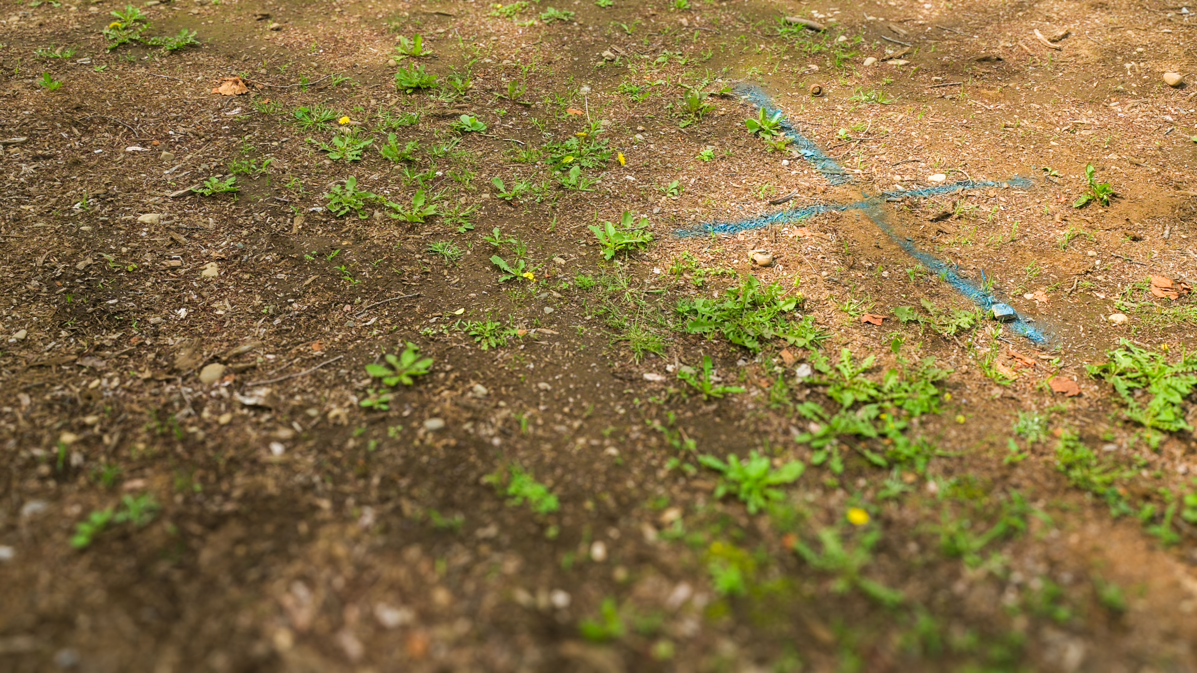 Sakura trees undergo refresh through 374 CES > Yokota Air Base ...