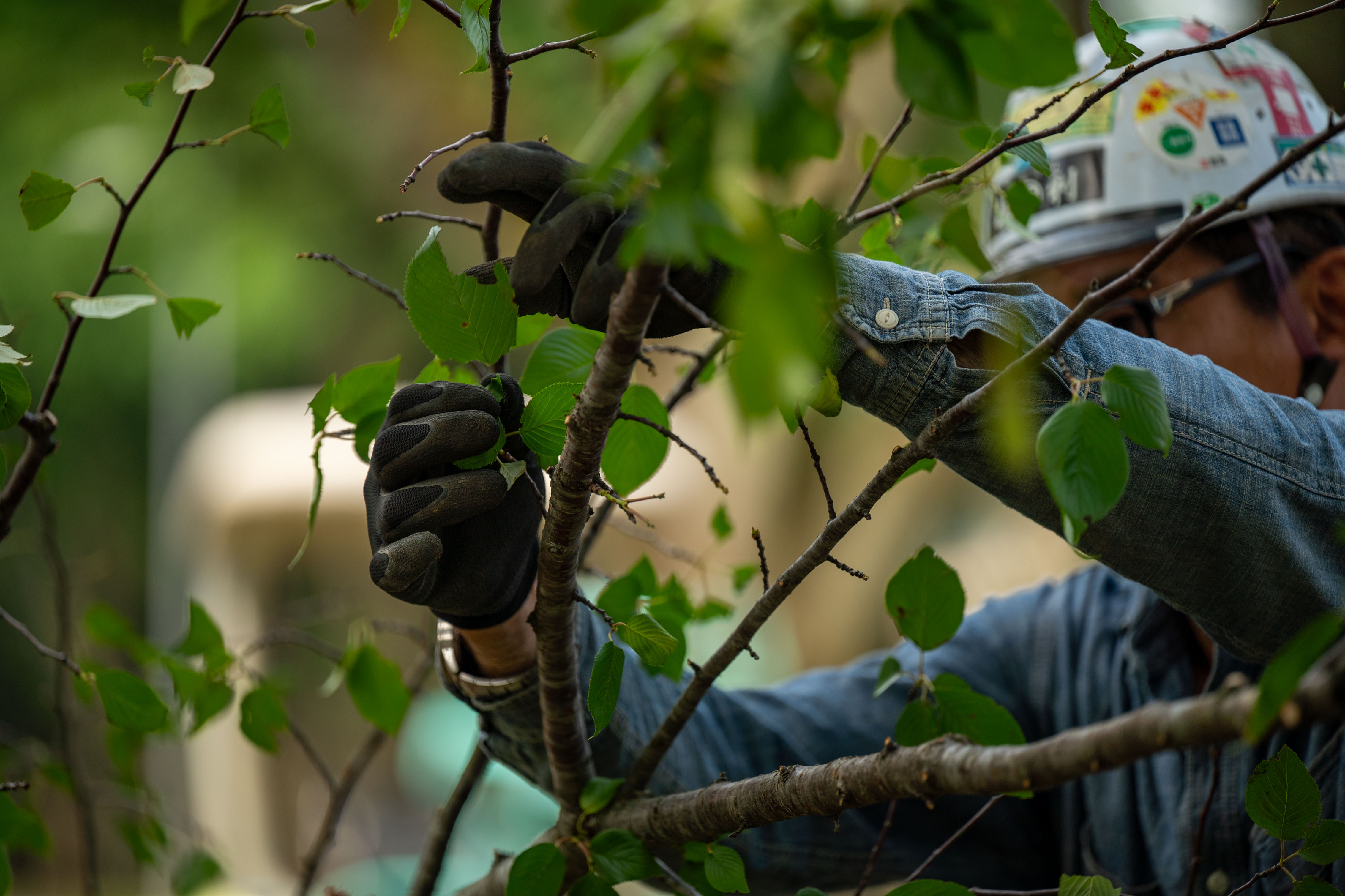 Sakura trees undergo refresh through 374 CES > Yokota Air Base ...