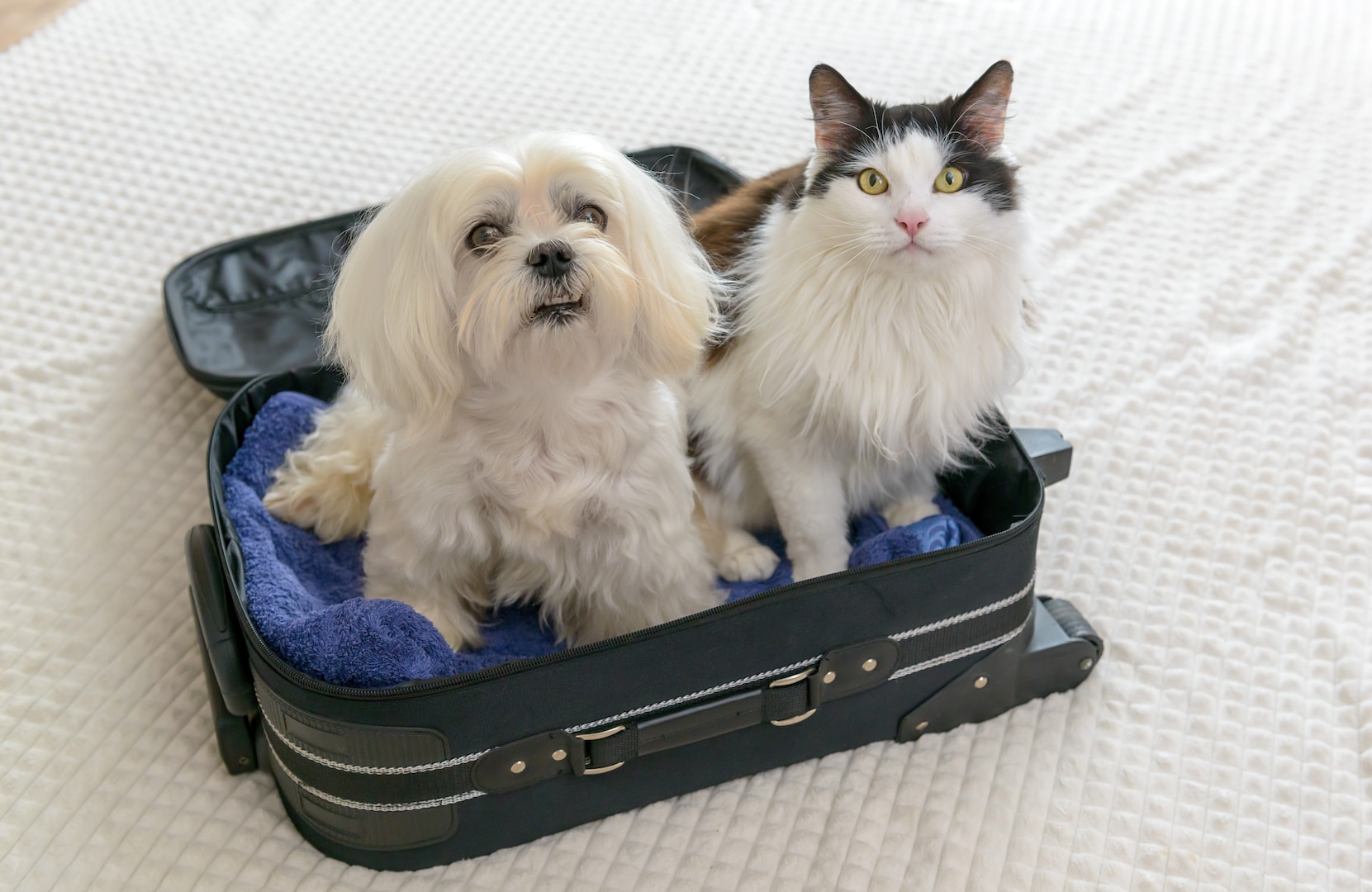 New Reimbursement Available for Pet Transportation Costs > Defense ...