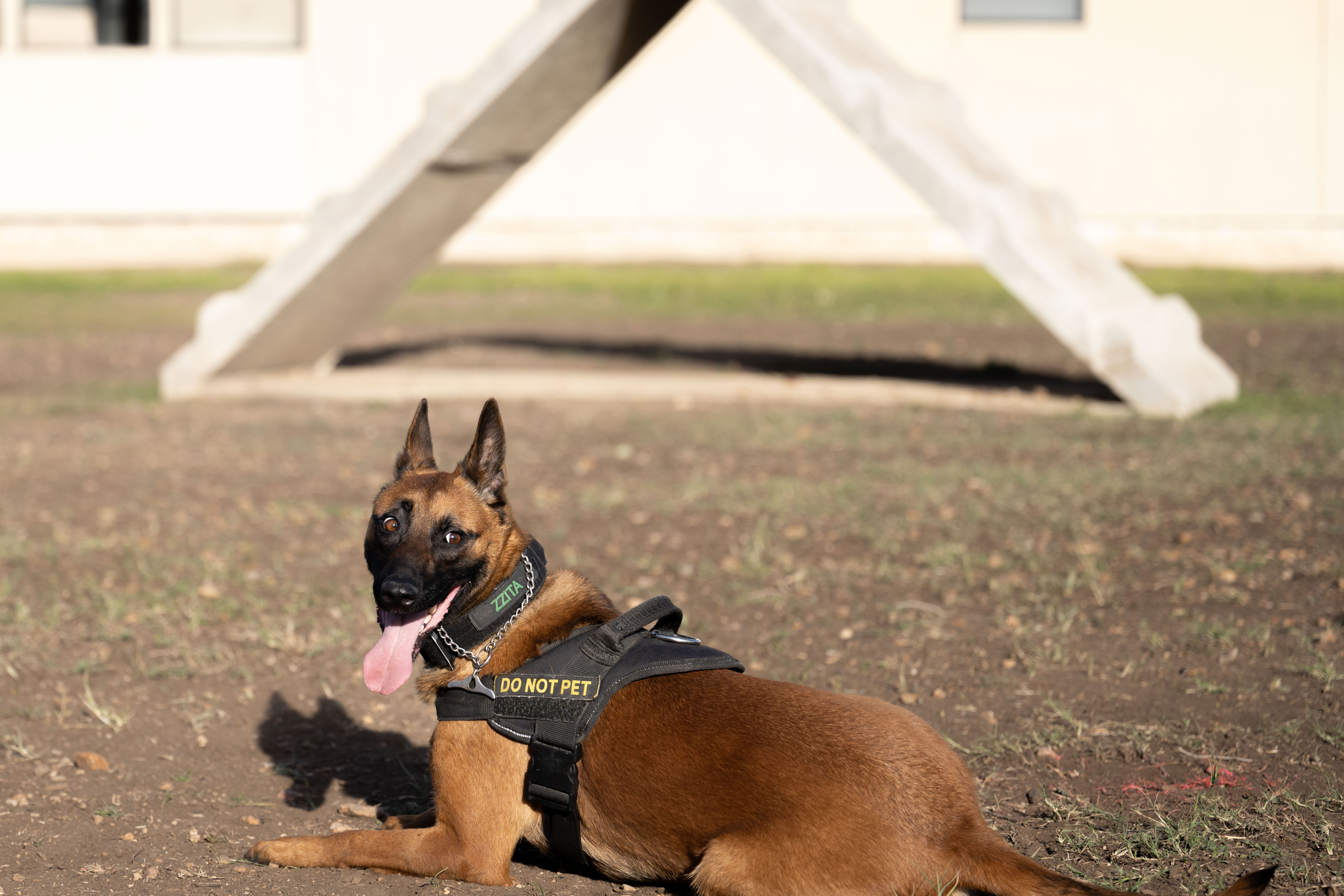 PHOTOS: JBSA-Lackland hosts DOD K9 competition > Joint Base San Antonio ...