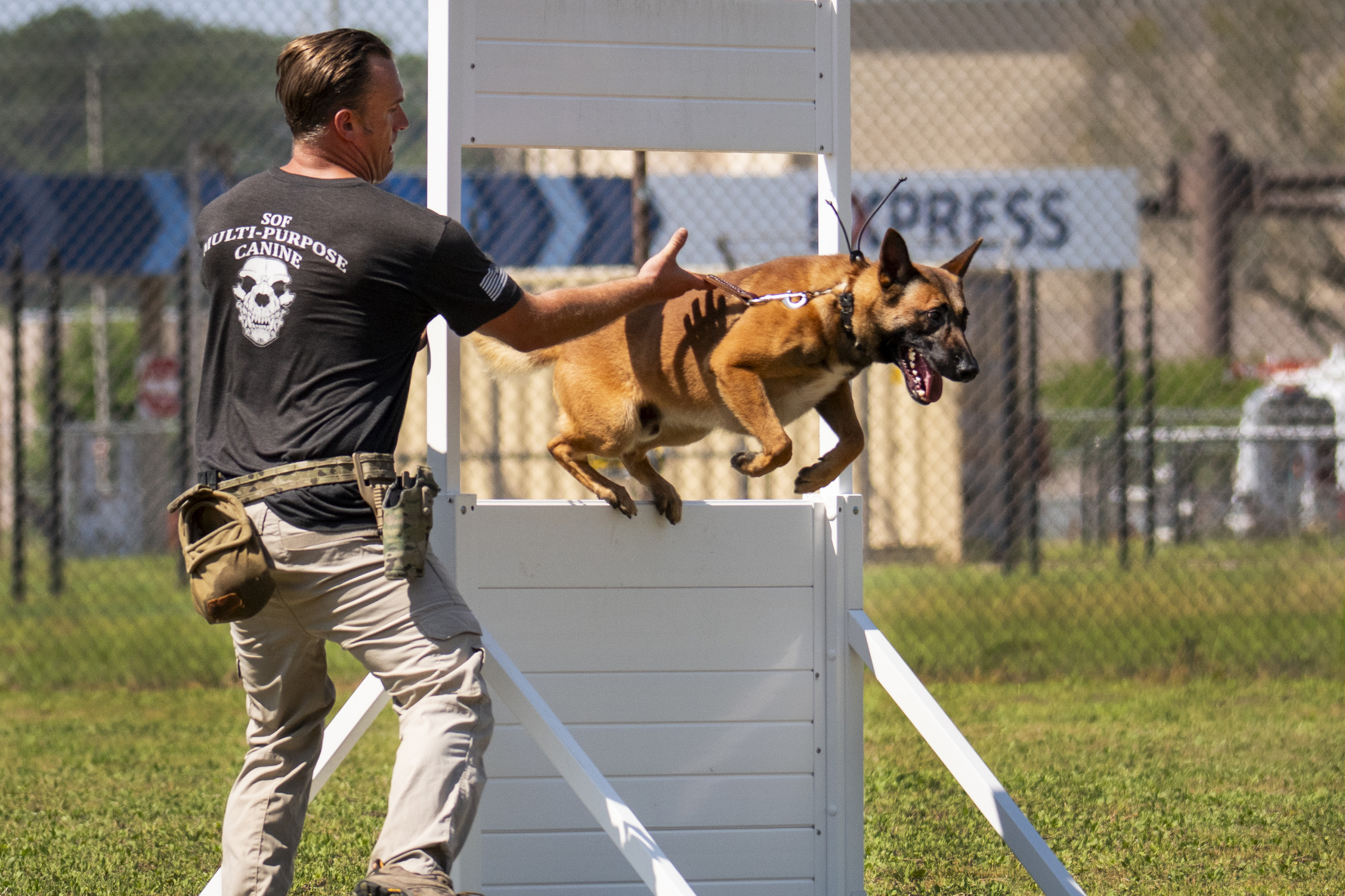 American Special Forces Dogs