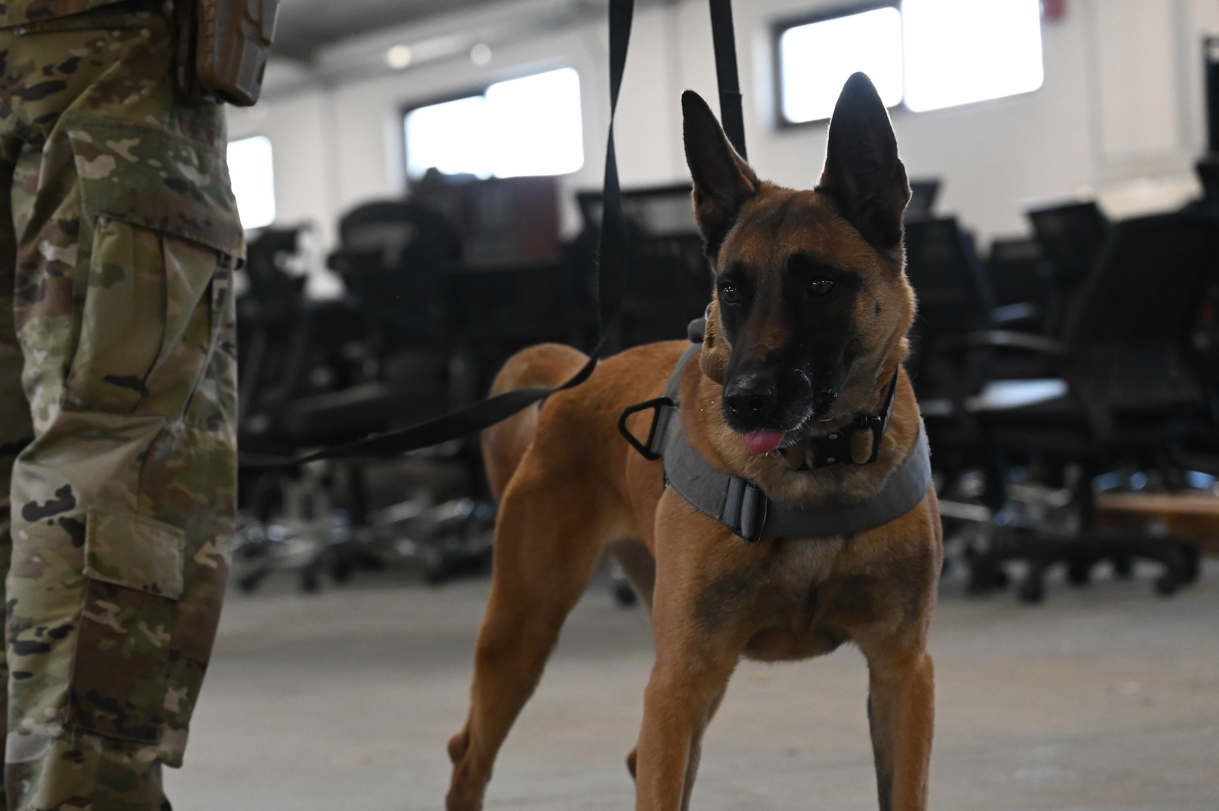 Airmen in Action: Military working dogs on duty, ensuring safety at ...