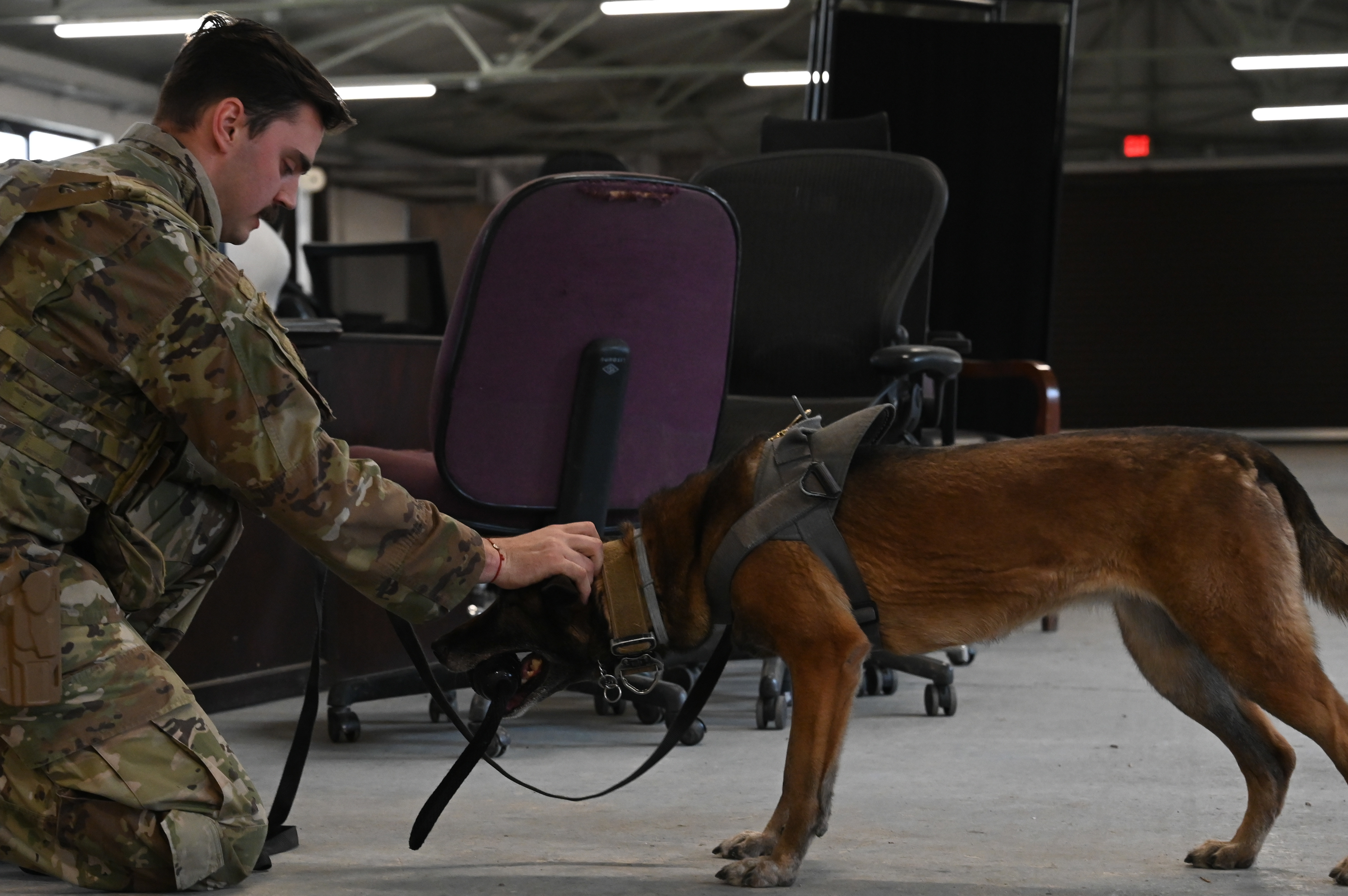 Airmen in Action: Military working dogs on duty, ensuring safety at ...