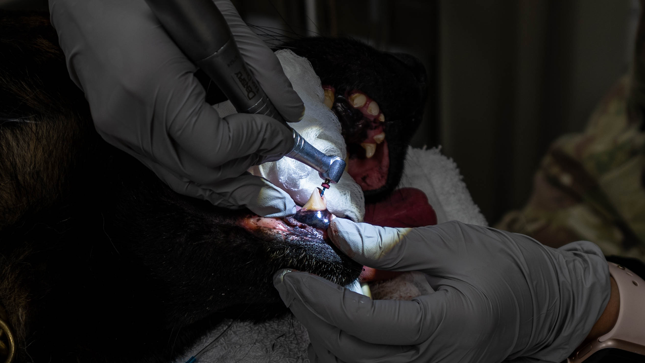 379th EMDS perform root canal procedure on military working dog > U.S ...