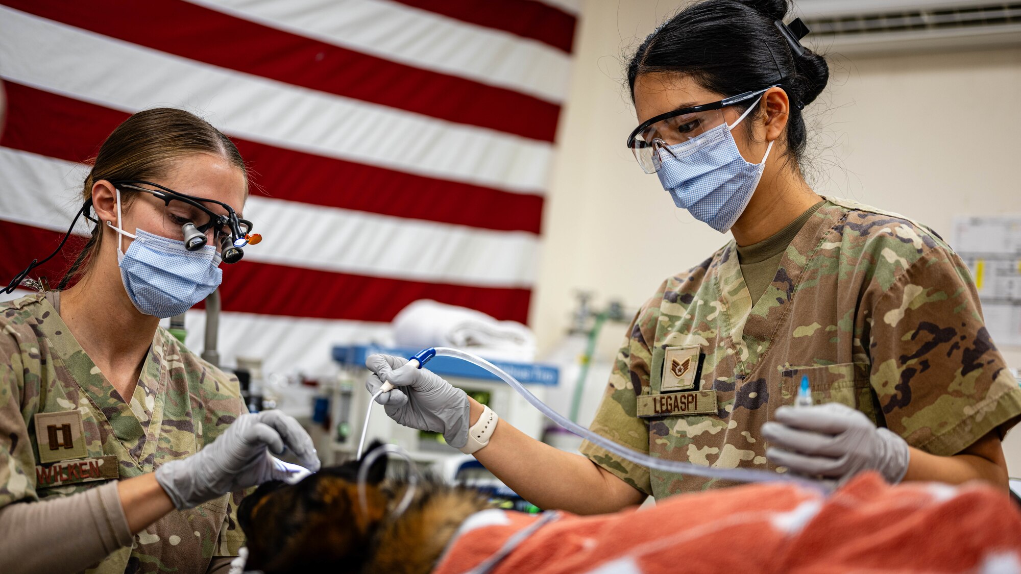 379th EMDS perform root canal procedure on military working dog > U.S ...