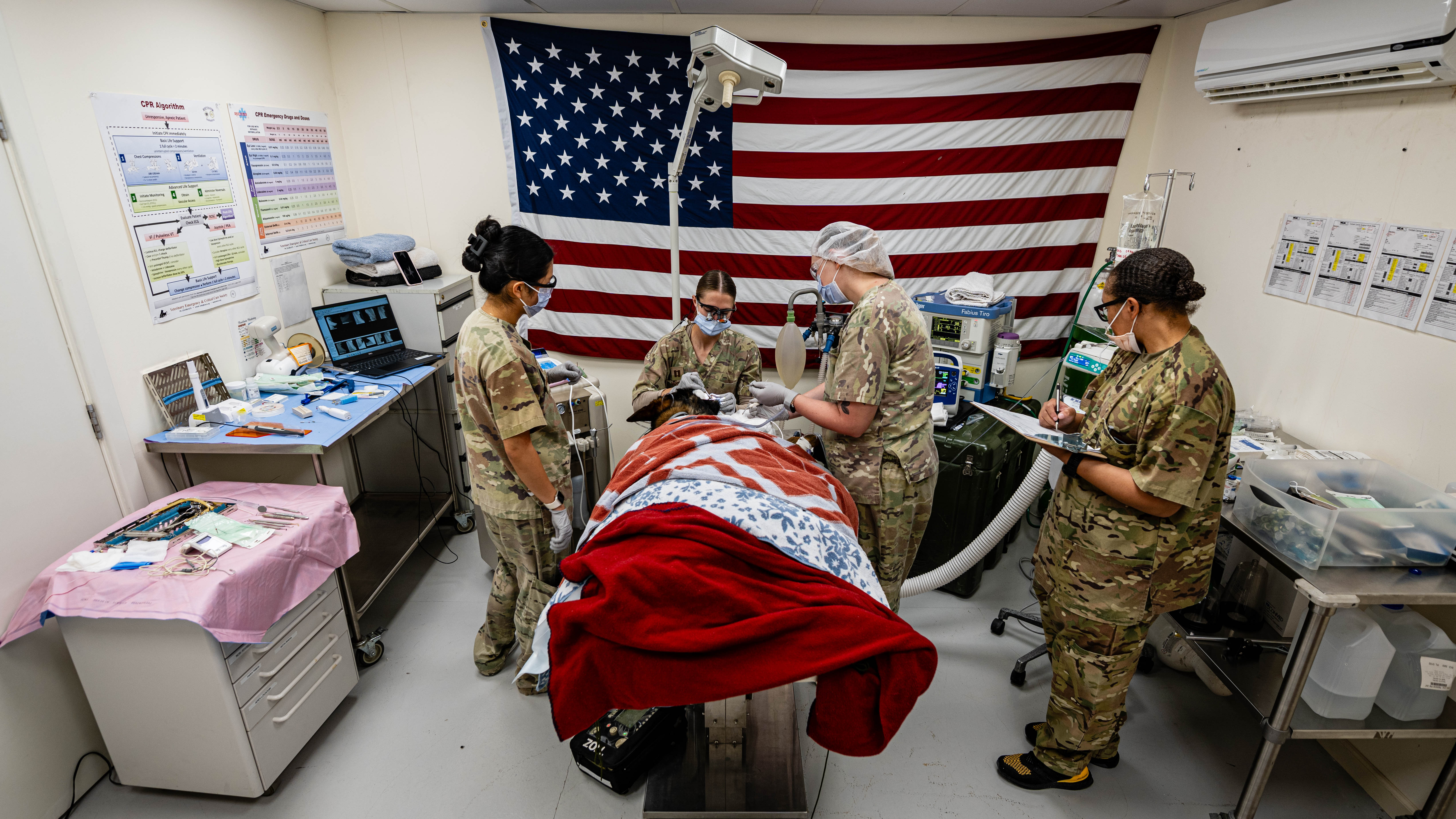 379th EMDS perform root canal procedure on military working dog > U.S ...
