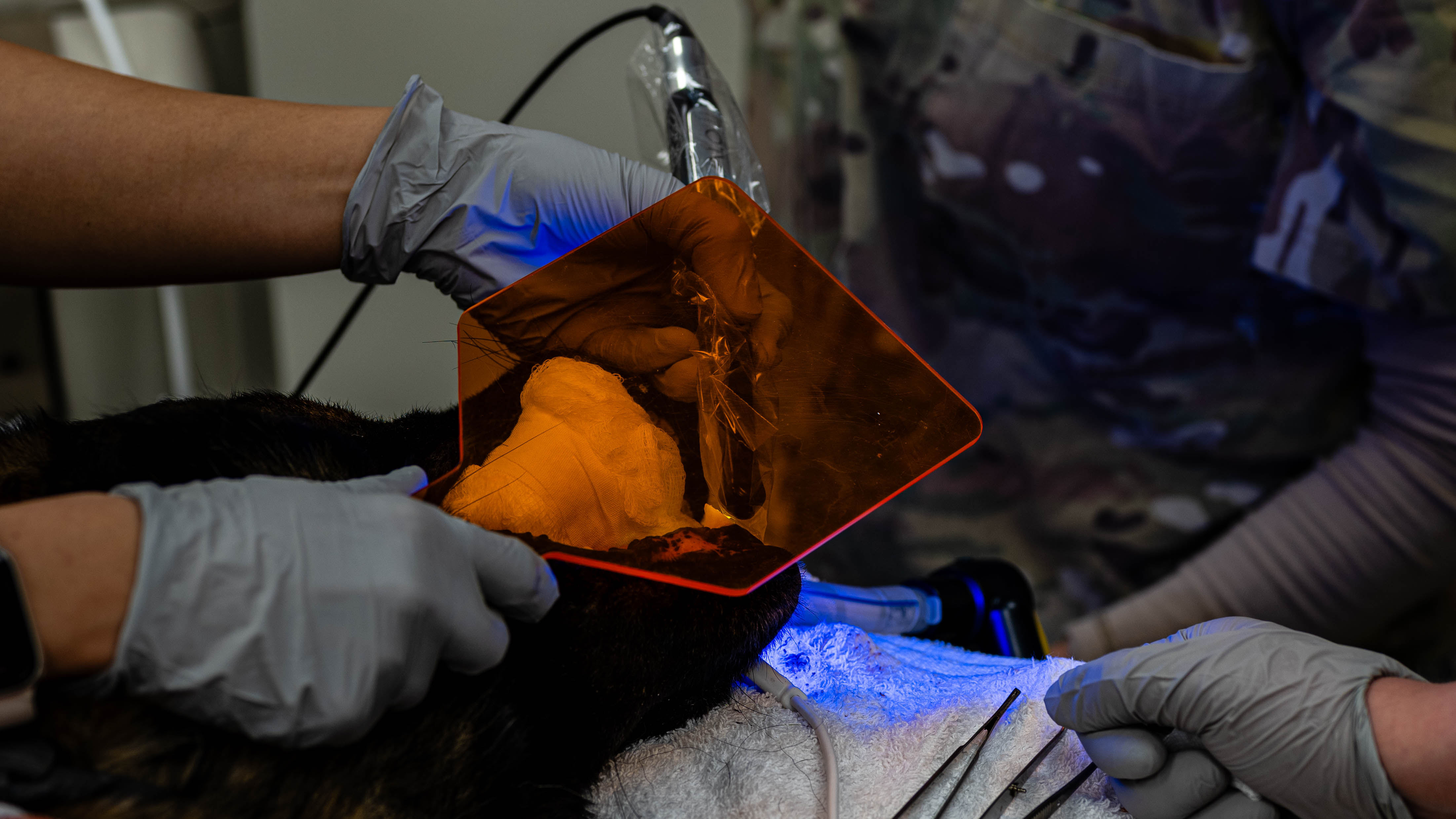 379th EMDS perform root canal procedure on military working dog > U.S ...