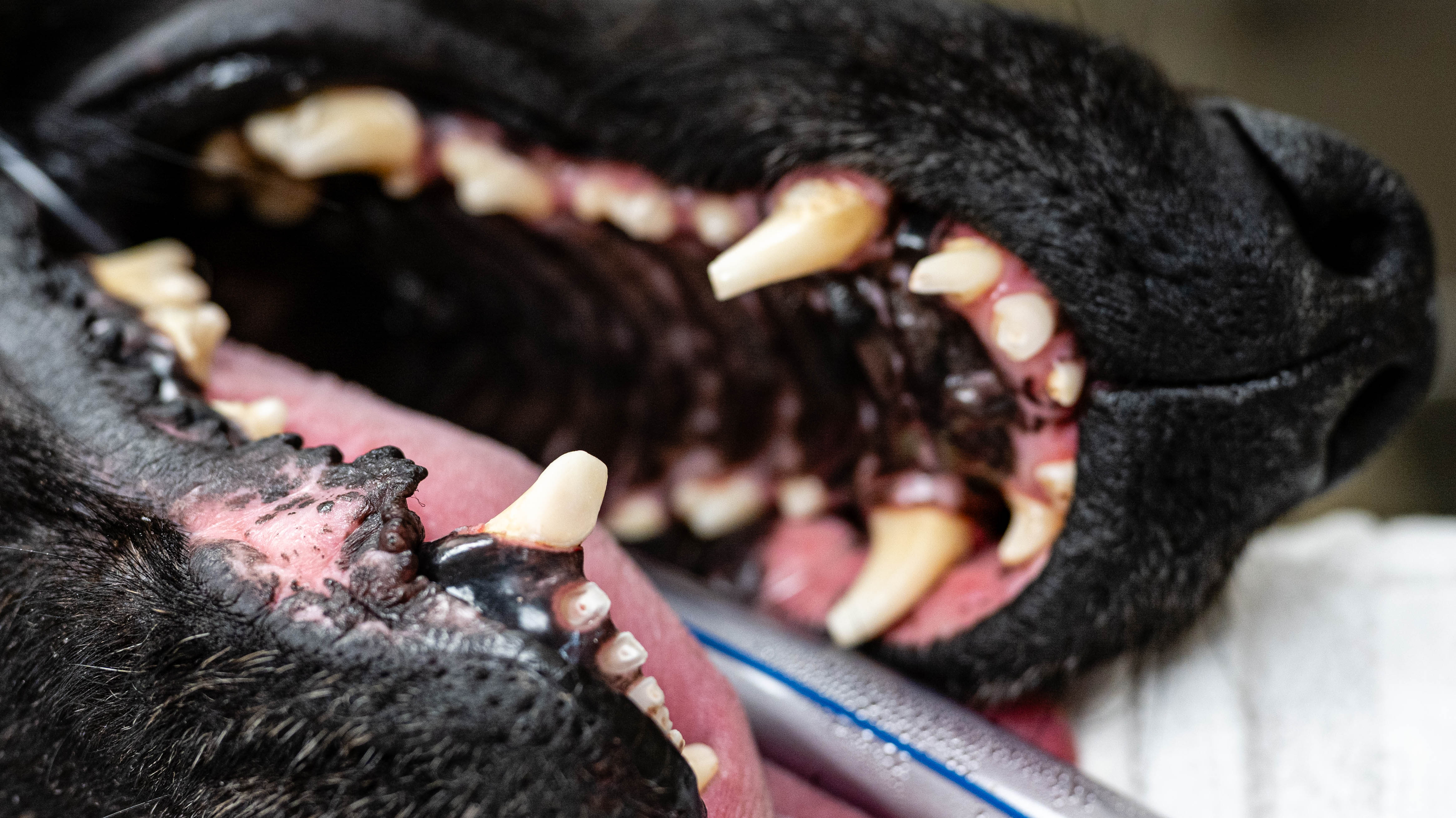 379th EMDS perform root canal procedure on military working dog > U.S ...