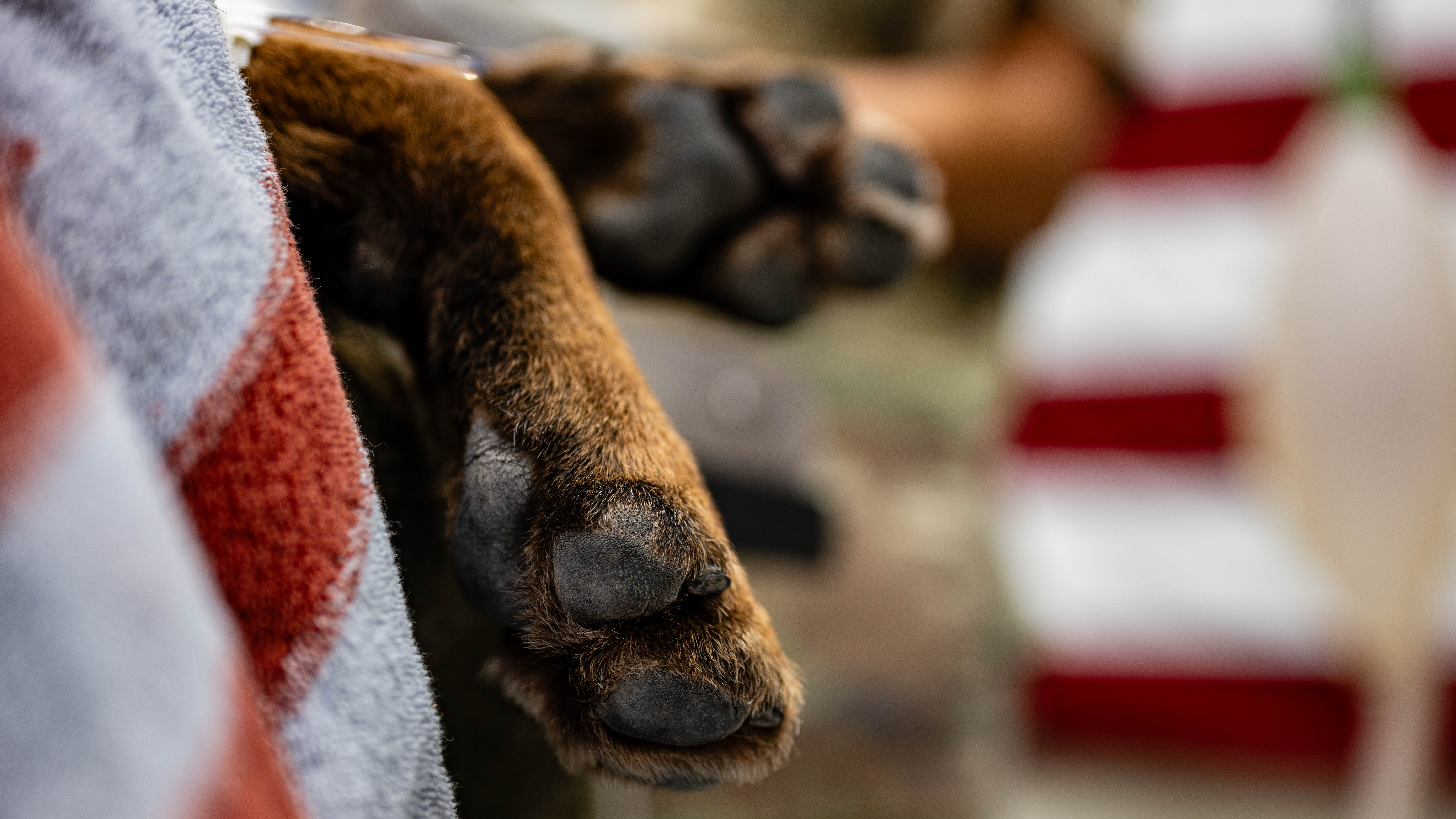 379th EMDS perform root canal procedure on military working dog > U.S ...