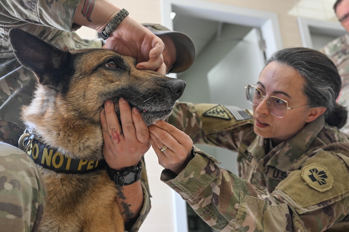 More than the average veterinarian: U.S. Army vets ensure safety and ...