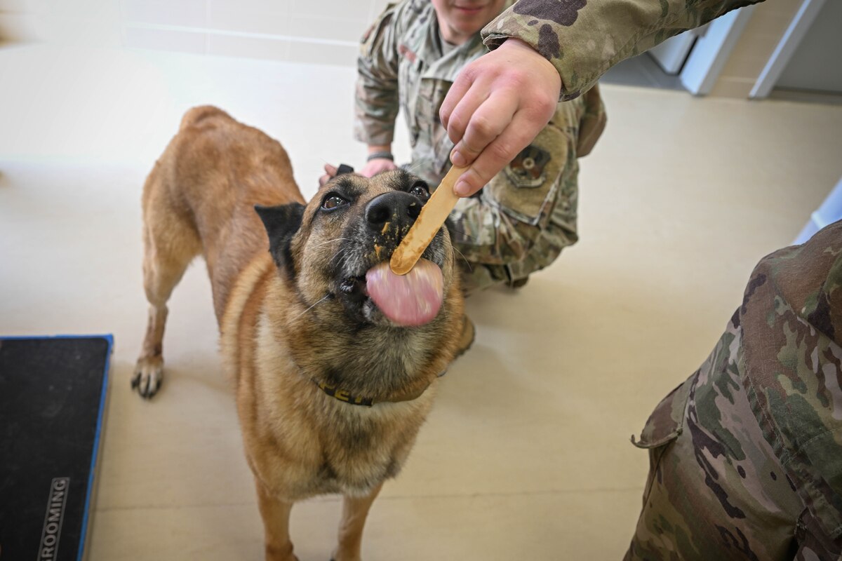 More than the average veterinarian: U.S. Army vets ensure safety and ...