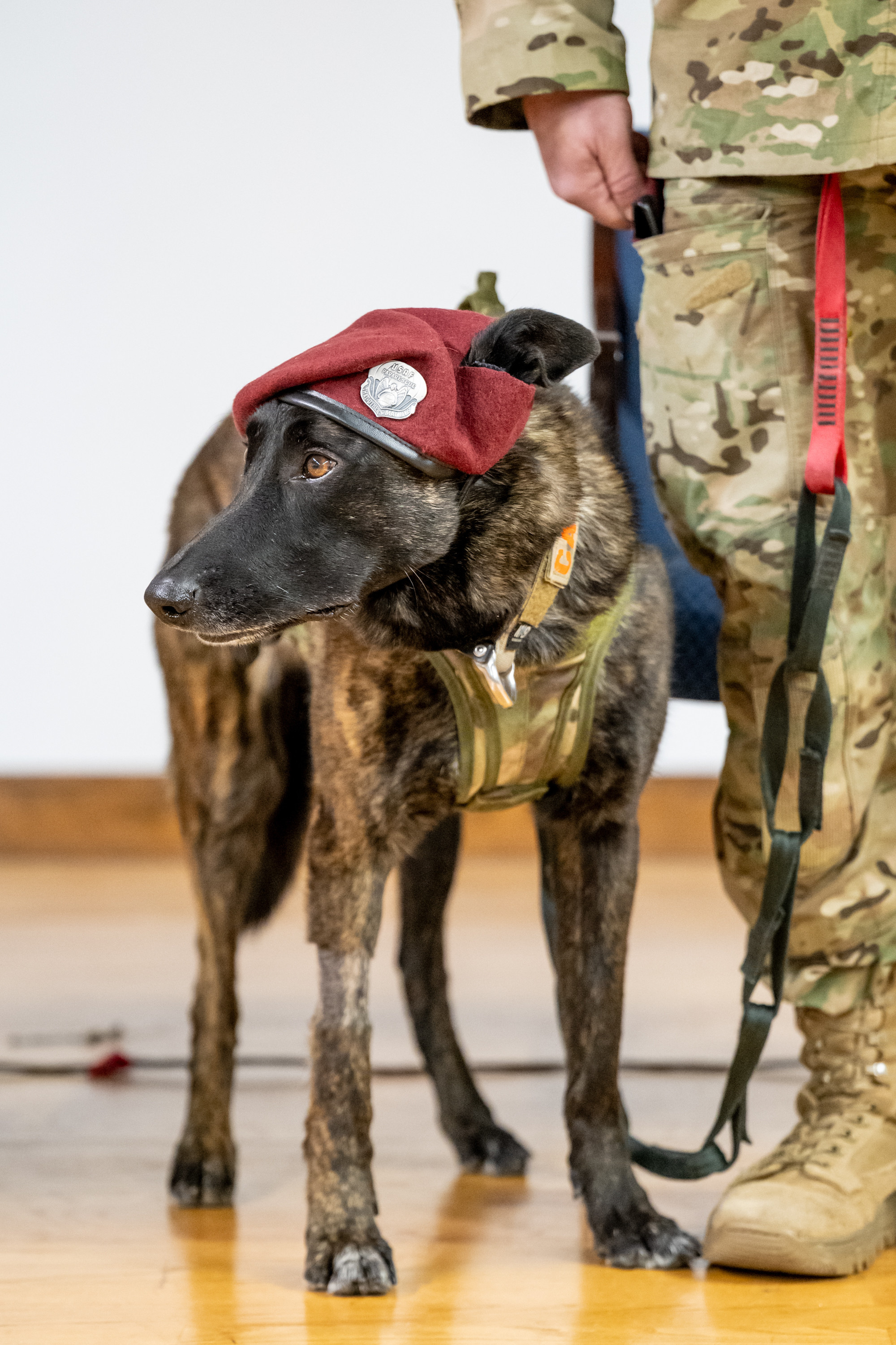 Canine Callie, DOD’s only search-and-rescue dog, retires from service ...