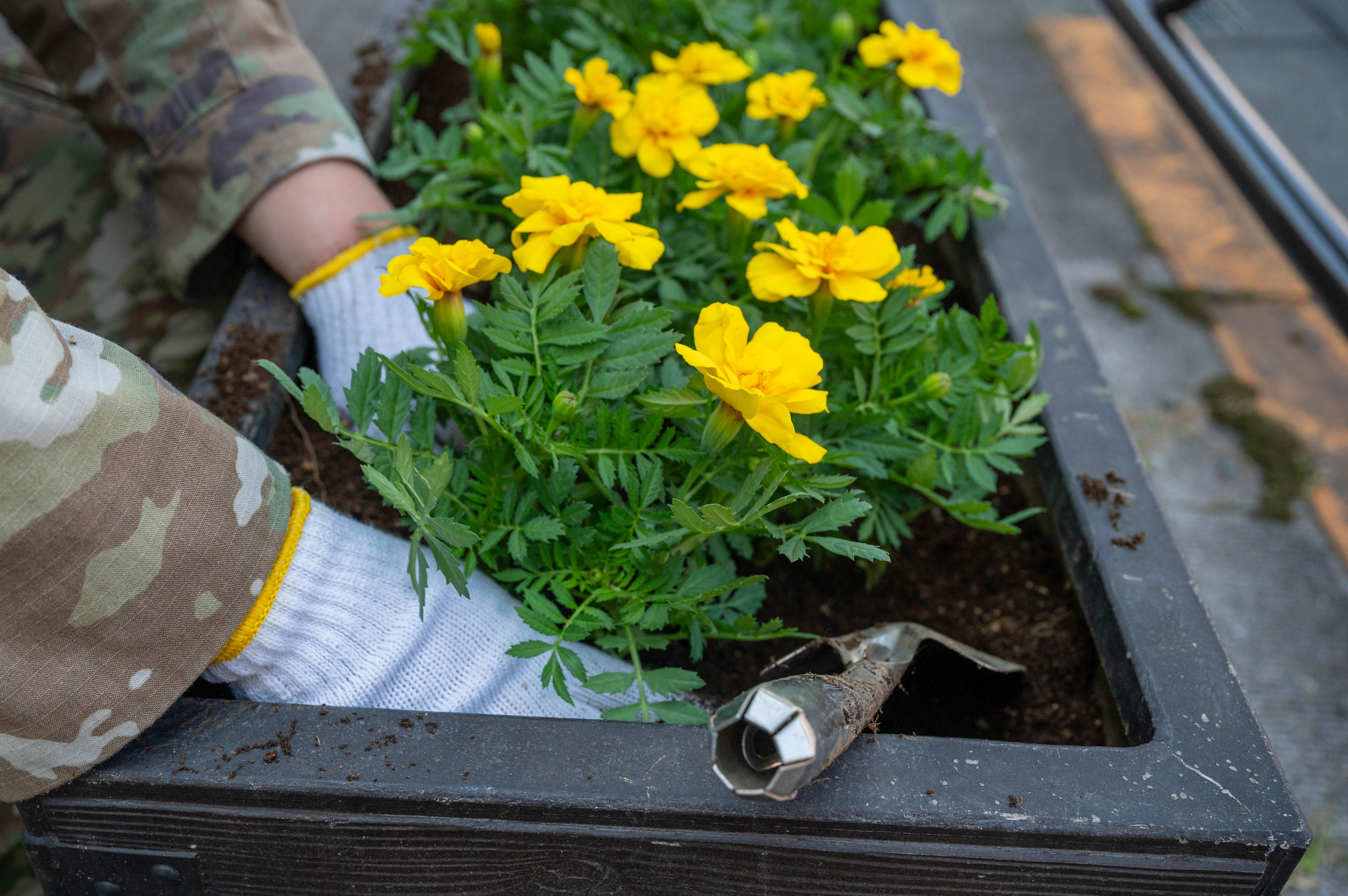 Yokota boosts the charm of Fussa with beautification project > Yokota ...