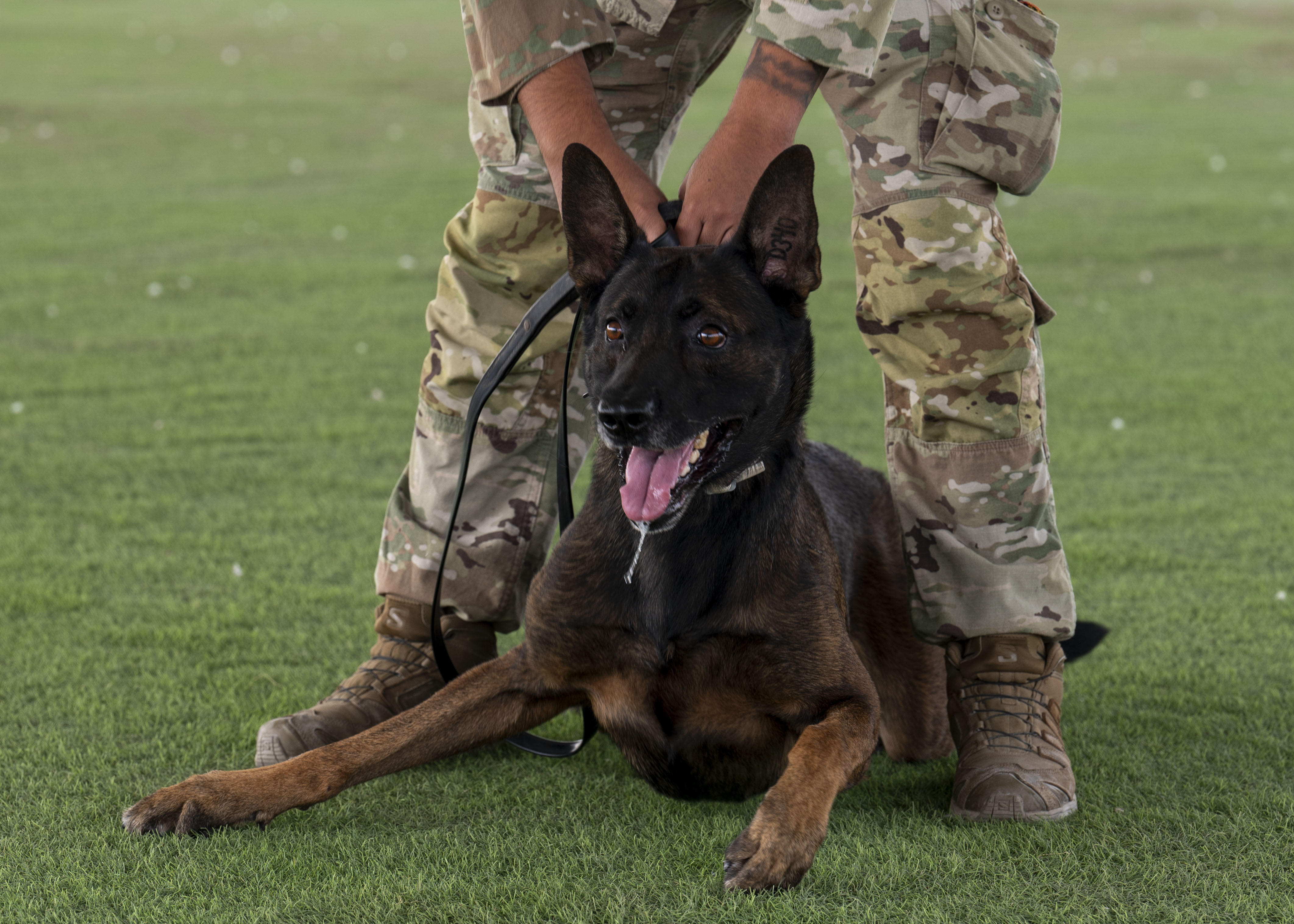 Military working dogs take on EOD > U.S. Air Forces Central > 380AEW ...