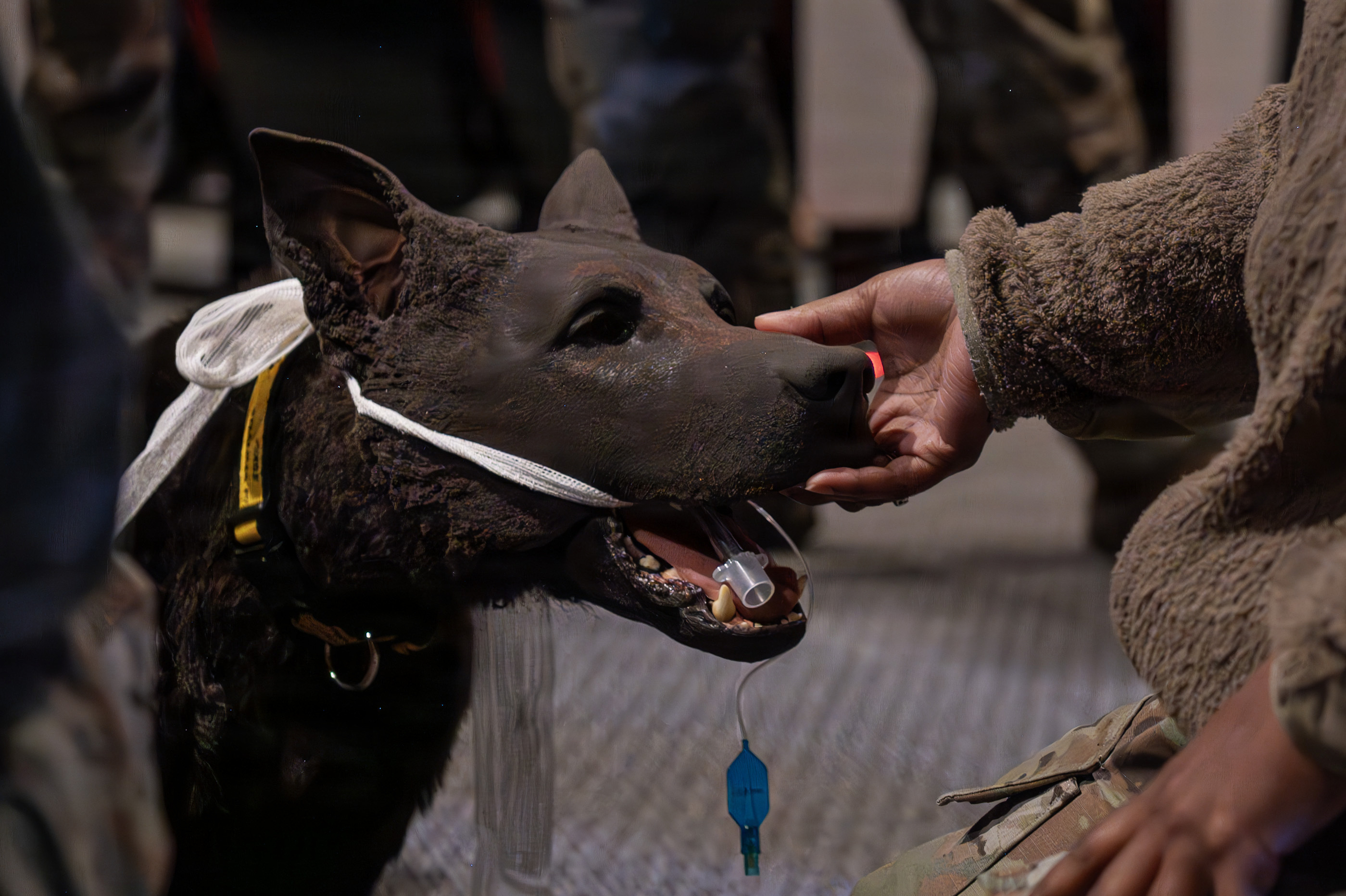 Fairchild AFB enhances medical readiness with K-9 Tactical Combat ...