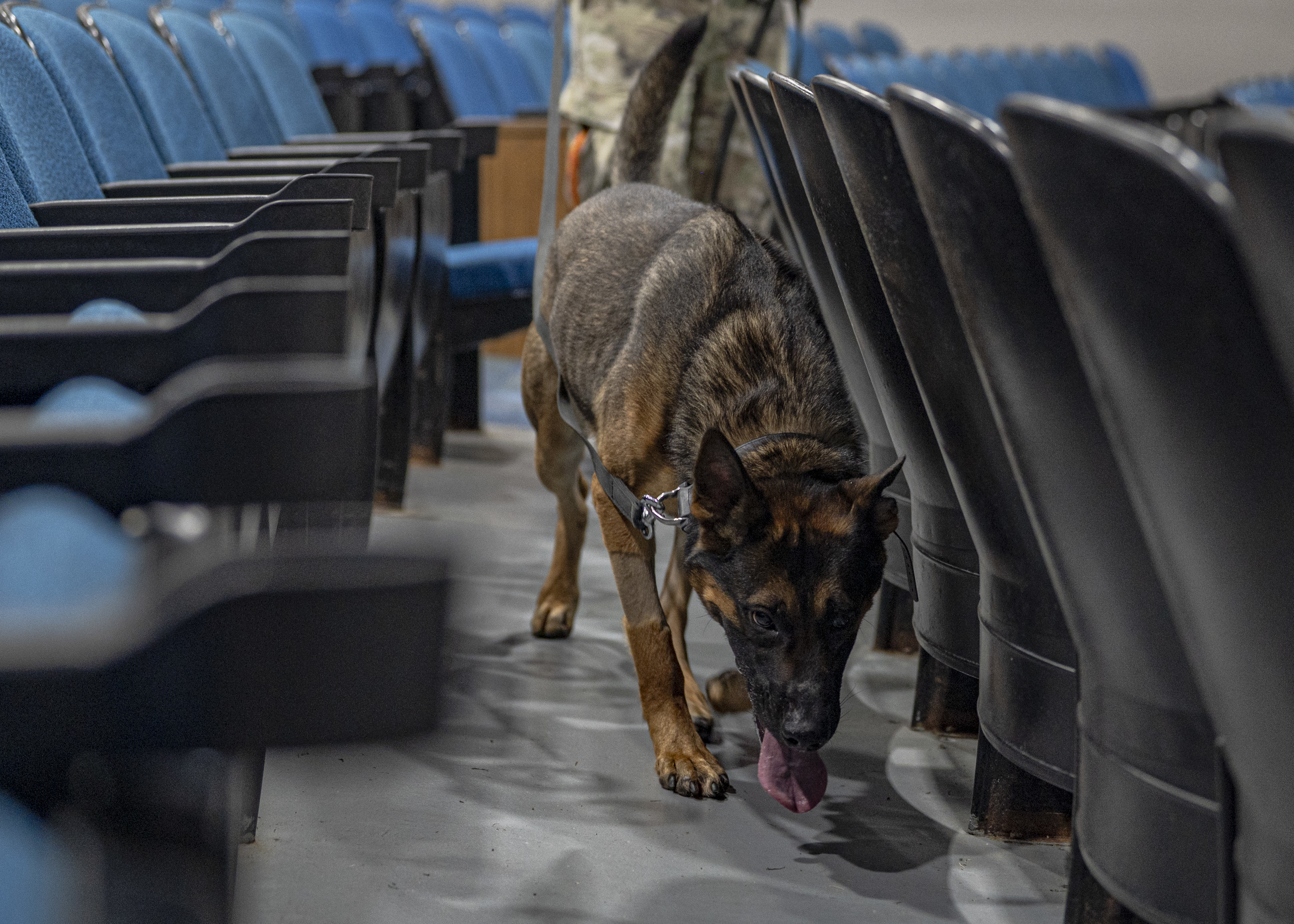 822 BDS conducts MWD training and validation > Moody Air Force Base ...