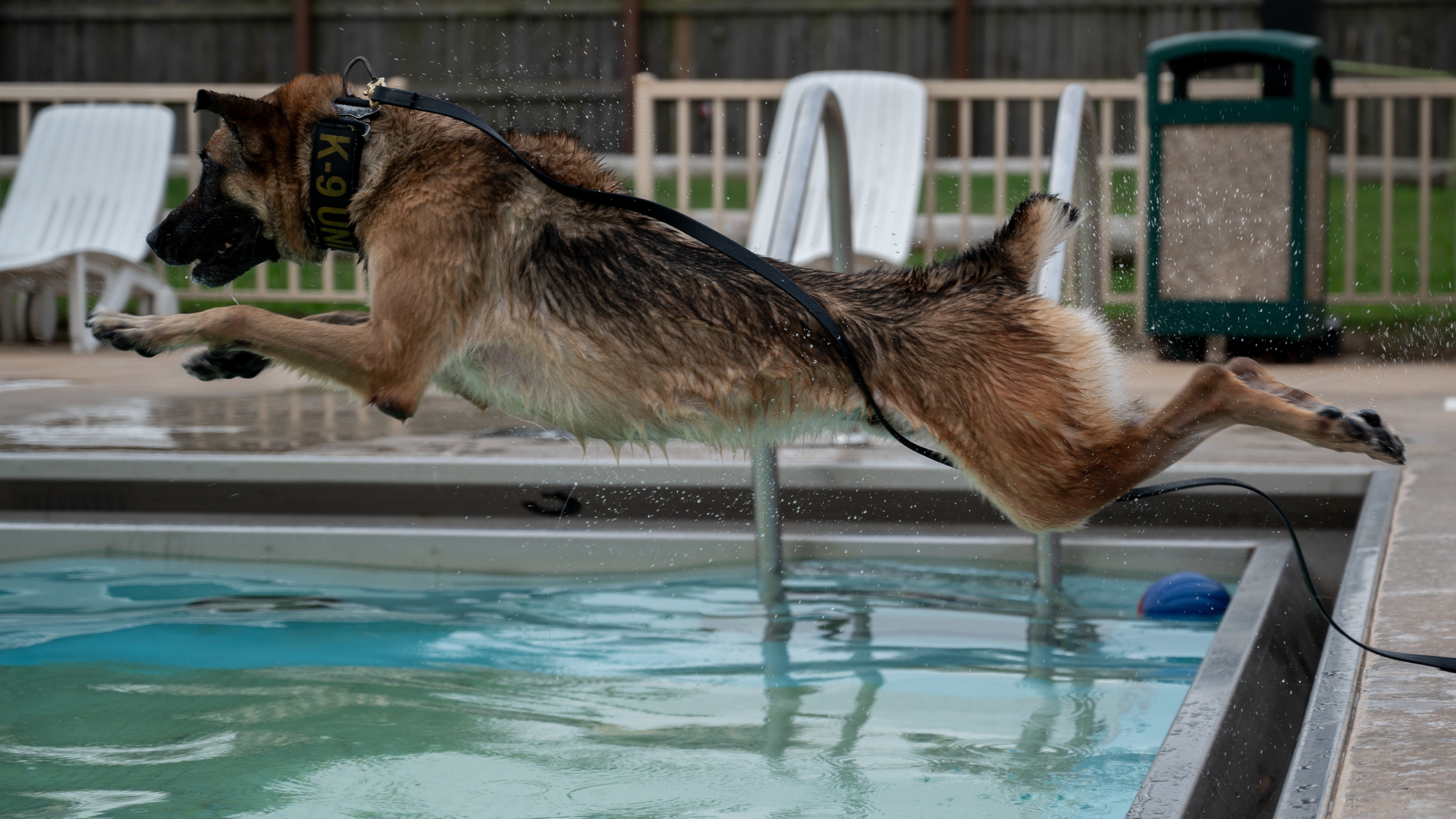 Military Working Dogs Test Bite in Water