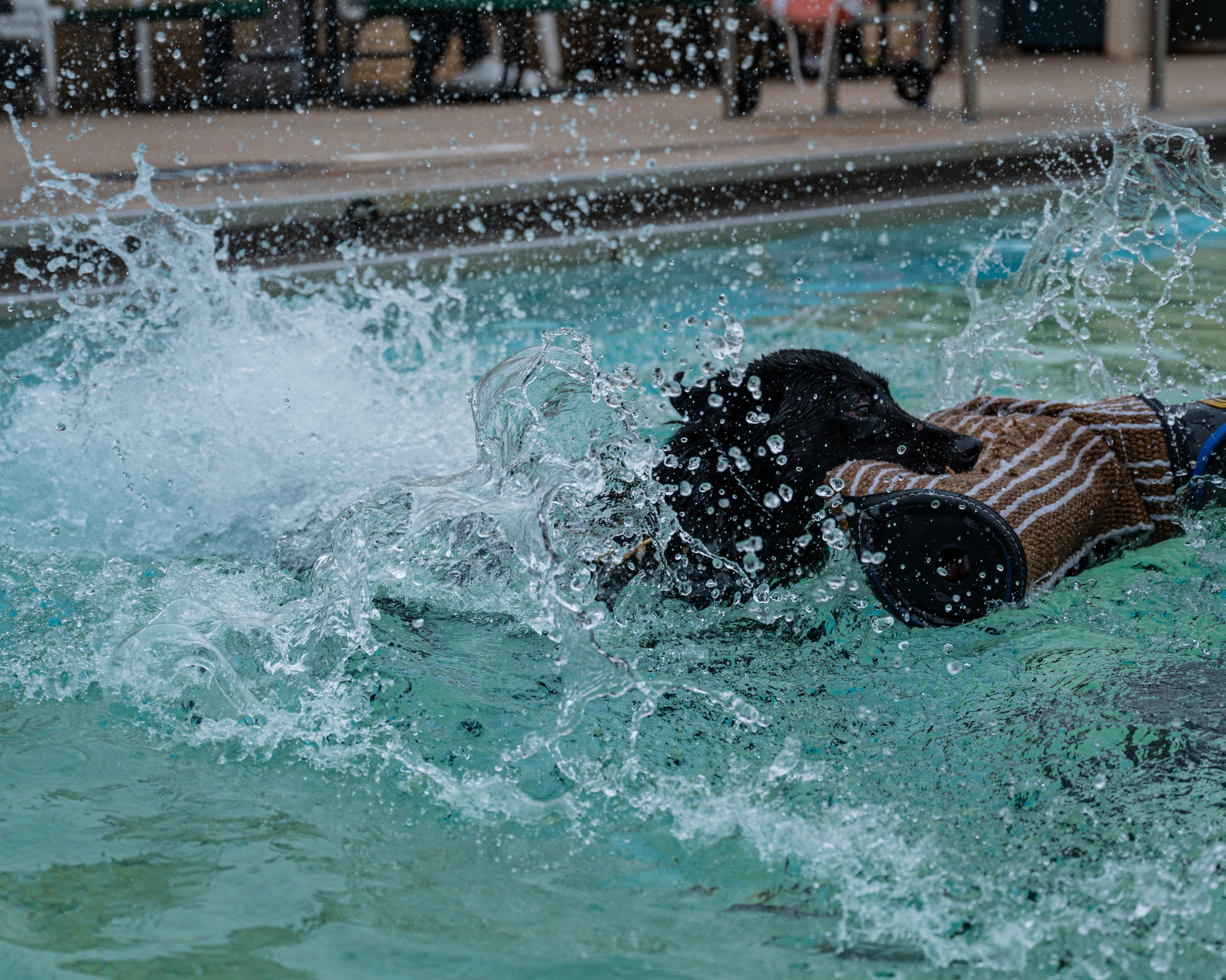 Military Working Dogs test bite in water > Arnold Air Force Base ...