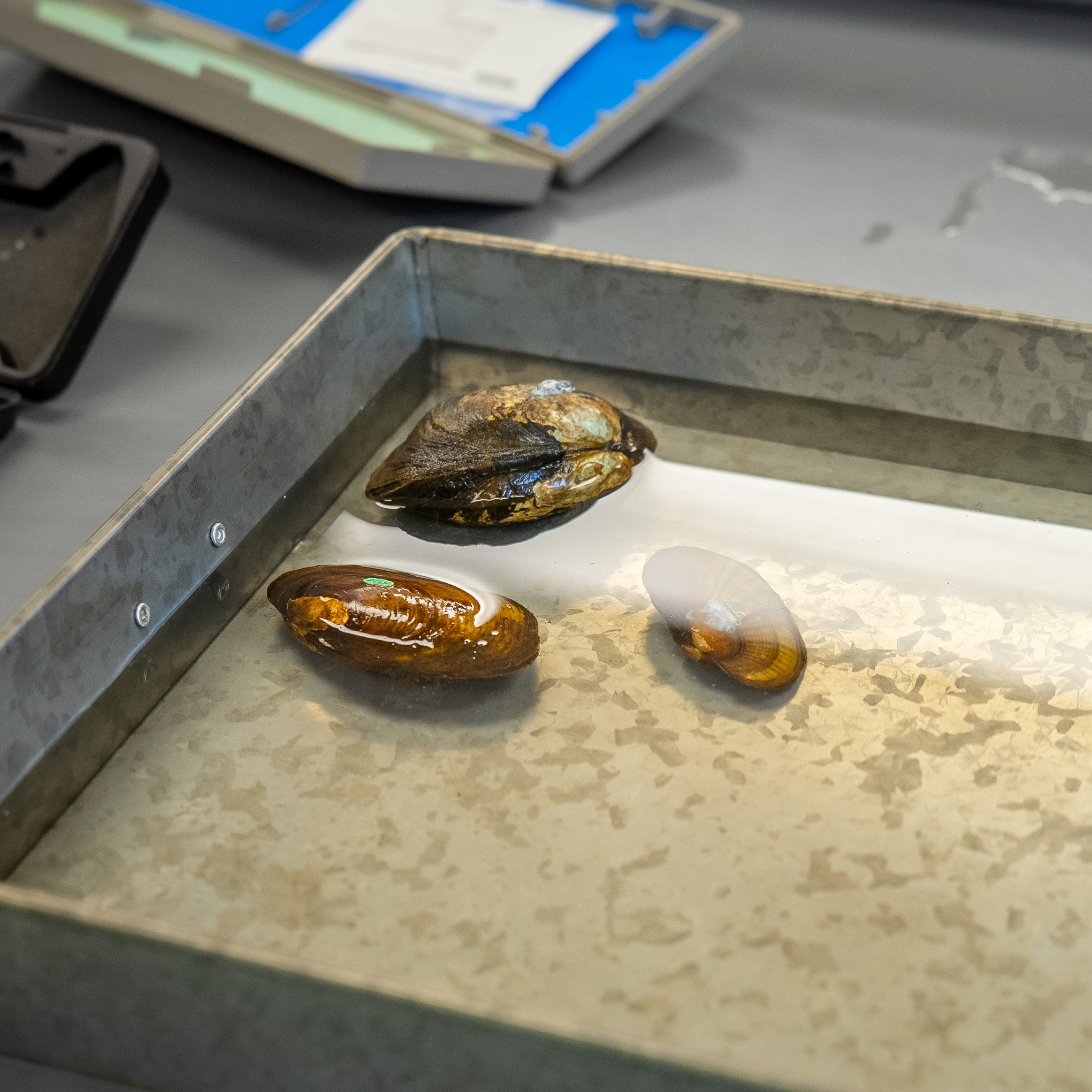 Agencies Team Up to Restore Native Mussels in the Cuyahoga River ...