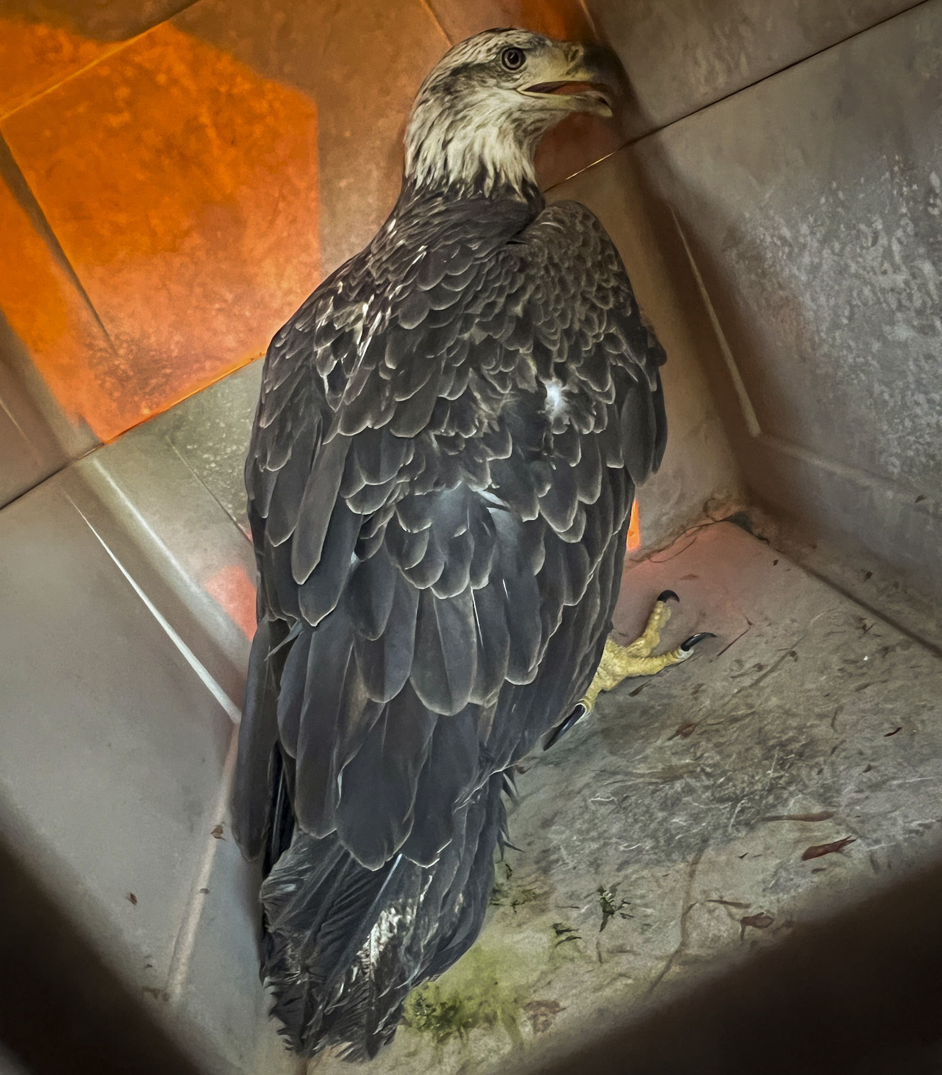Grounded eagles returned to flight > Eglin Air Force Base > Article Display
