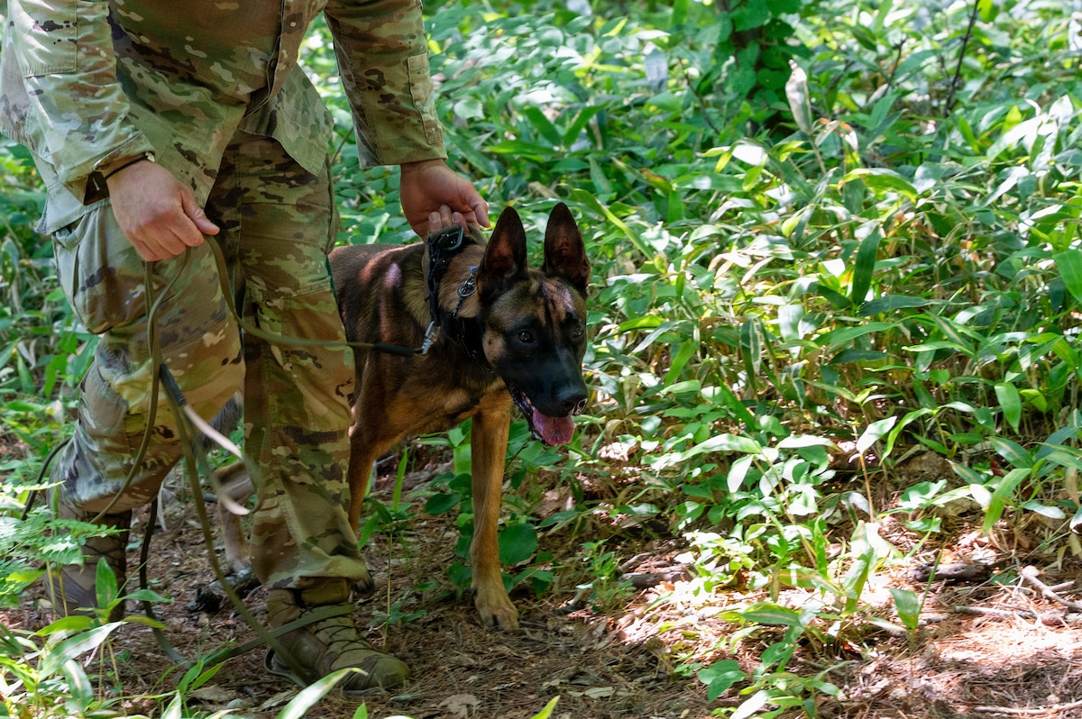 35th Security Forces Squadron strengthens military working dog ...