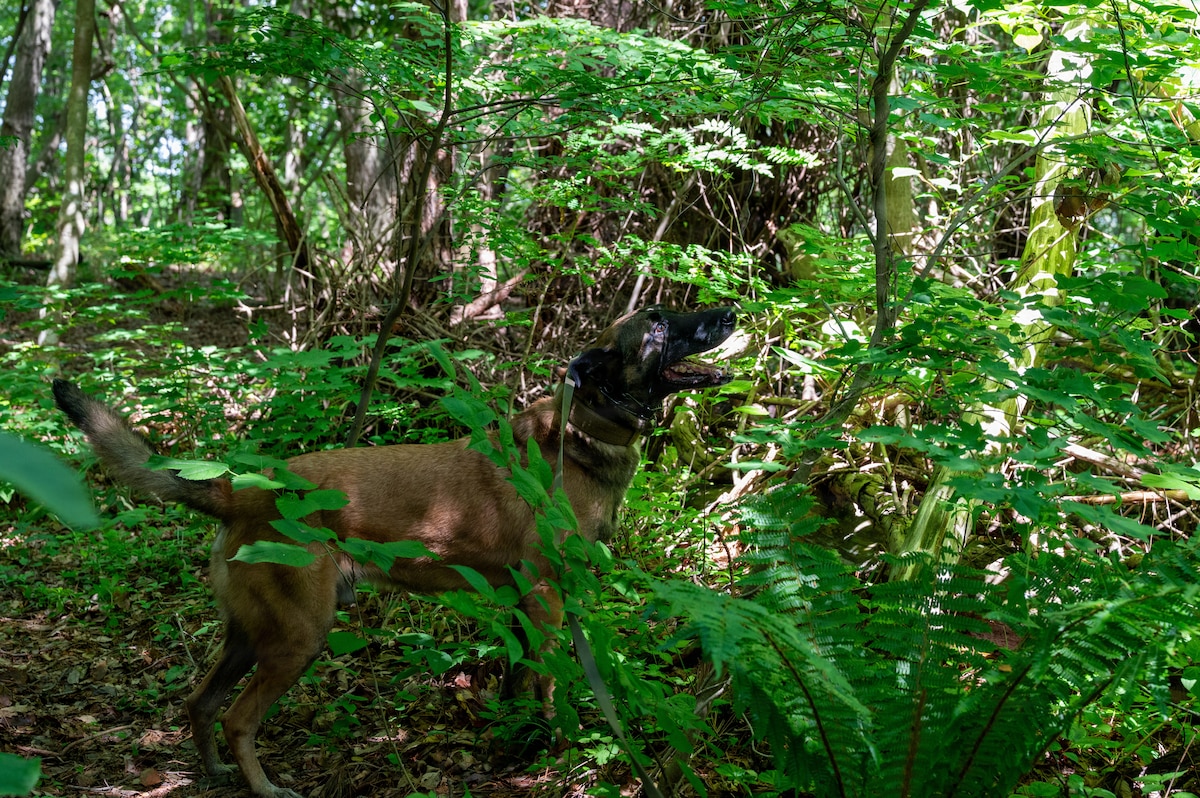 35th Security Forces Squadron strengthens military working dog ...