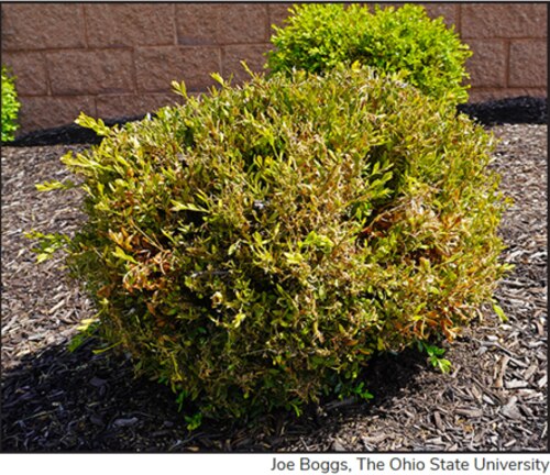 Wright Patterson AFB Announces Action Plan To Combat Box Tree Moth